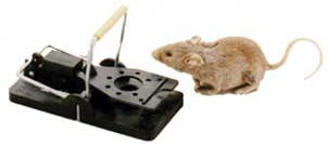 Snap-E Mouse Trap - Box of 24 – Pest Control Superstore