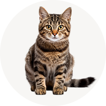 Cats – Pest Control Superstore
